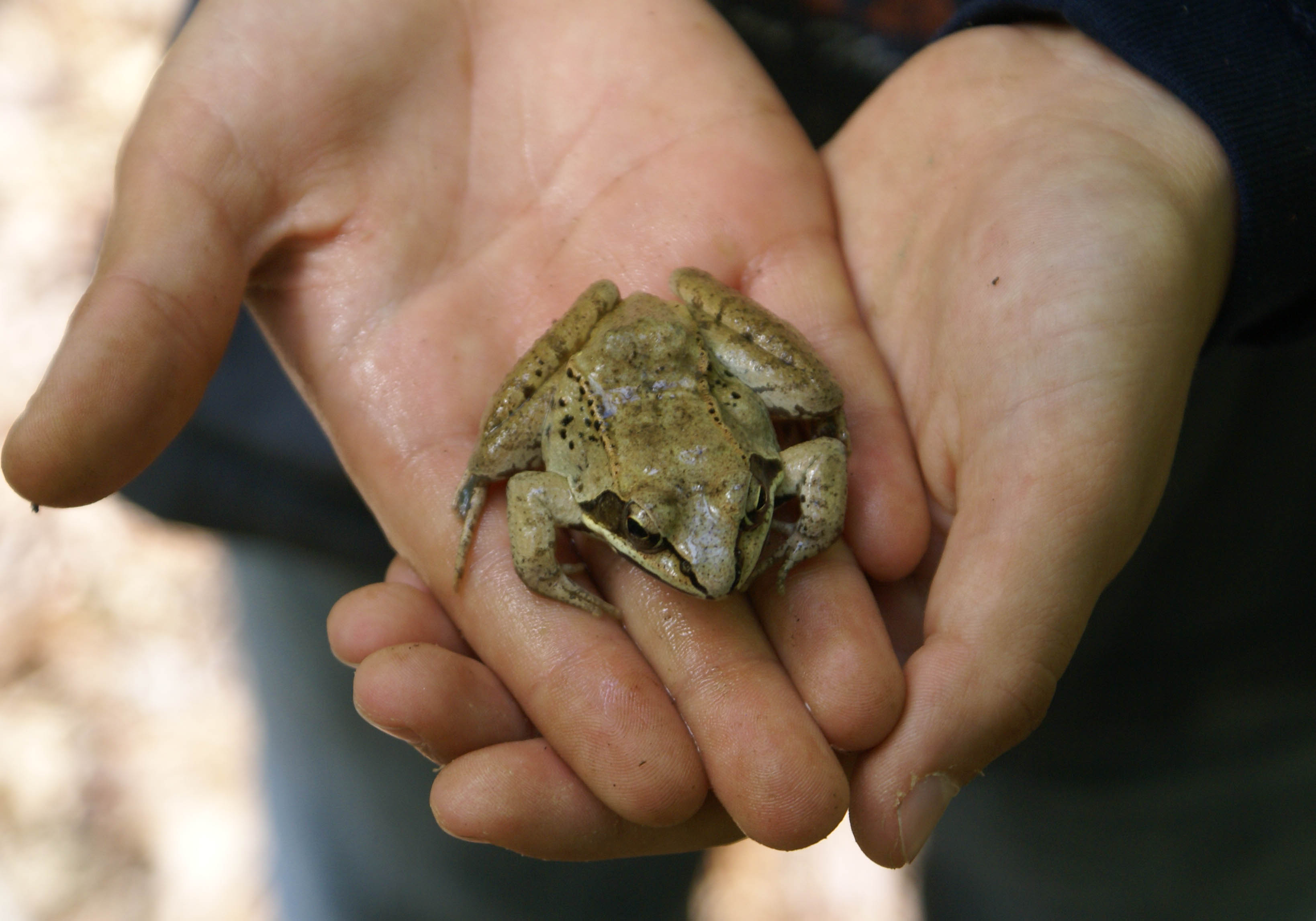 Children of the Earth - Rolling Ridge Study Retreat Community