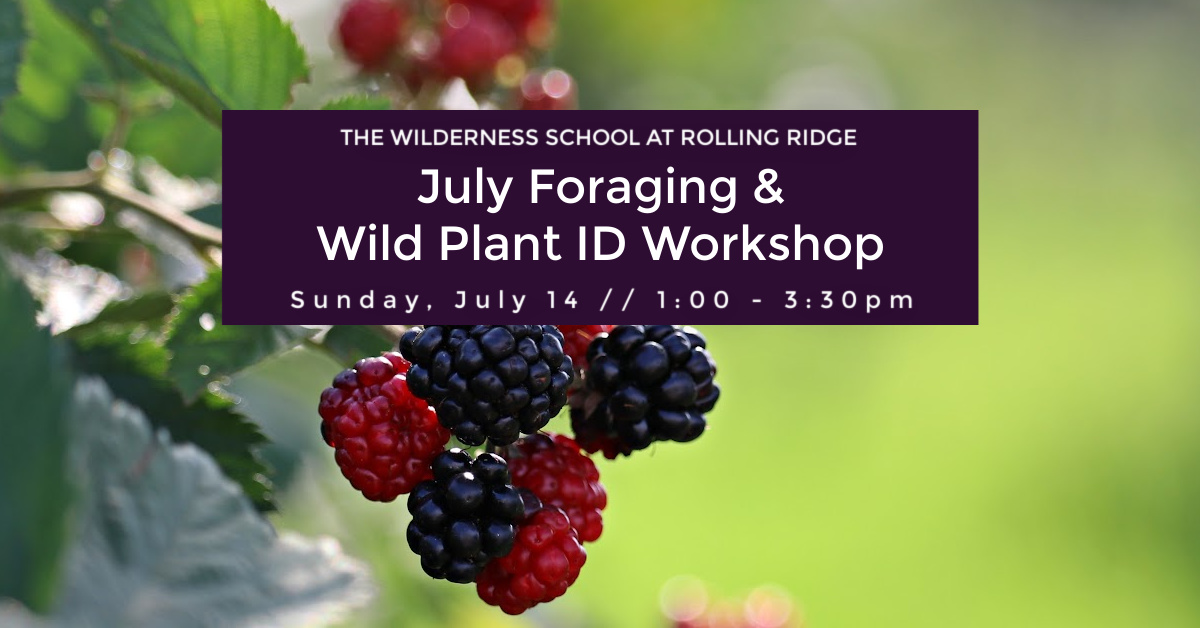 July Foraging & Wild Plant ID Workshop - Rolling Ridge Study Retreat ...